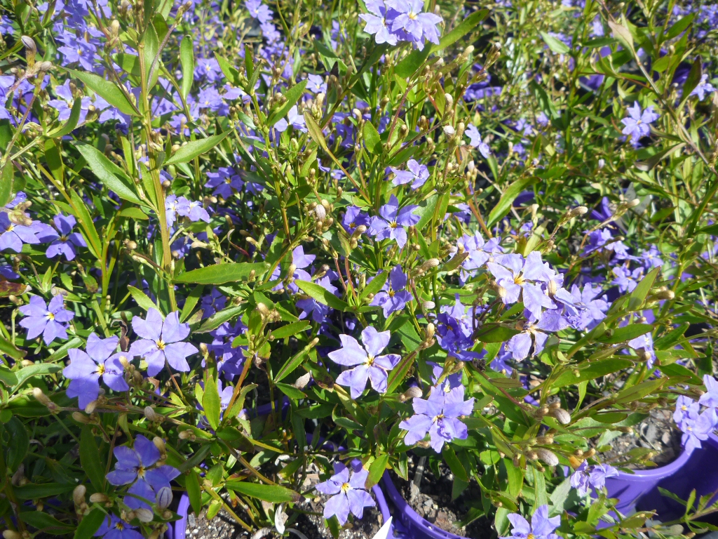 Dampiera Stricta Glasshouse Glory Dampiera Gardening With Angus dampiera-stricta-glasshouse-glory-dampiera-gardening-with-angus