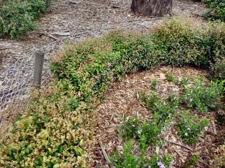 Angus’s Top Ten Australian Plants For Hedges | Gardening With Angus