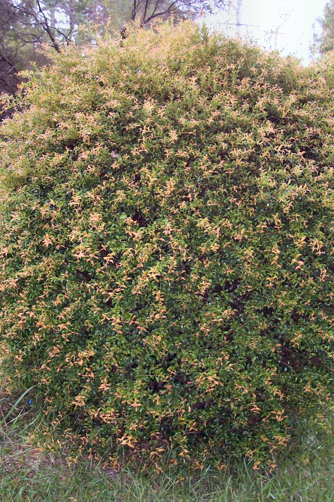 Acmena smithii ‘Hot Flush’ – Lilly Pilly | Gardening With Angus