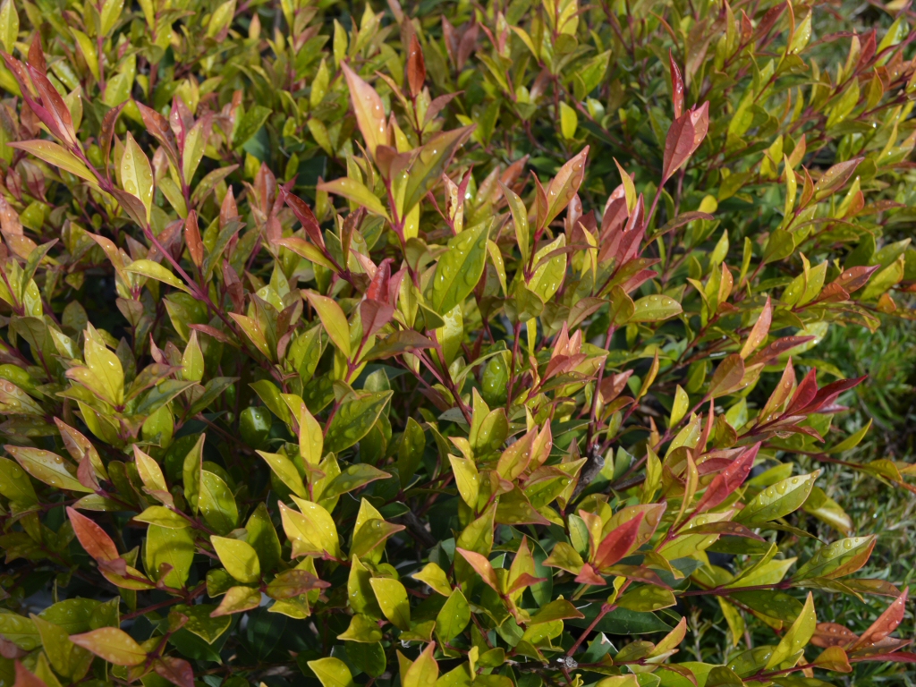 Acmena smithii ‘Sunrise’ – Lilly Pilly | Gardening With Angus