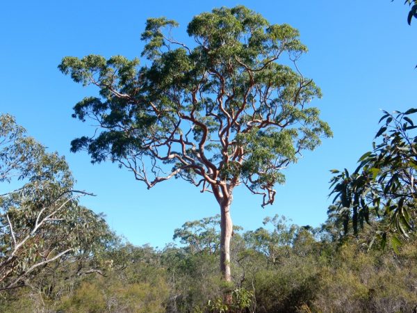 Top Ten Large Australian Trees | Gardening With Angus