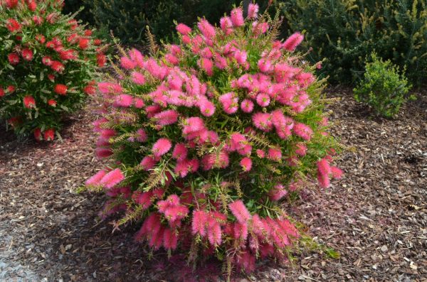 Callistemon salignus ‘Perth Pink’ – Bottlebrush | Gardening With Angus Callistemon salignus ‘Perth Pink’ – Bottlebrush | Gardening With Angus