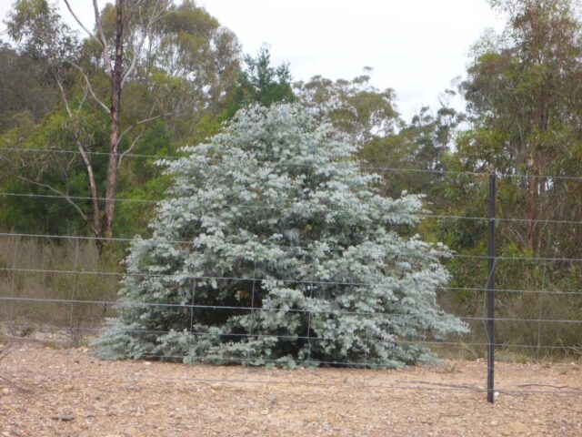 Top Ten Large Australian Trees | Gardening With Angus