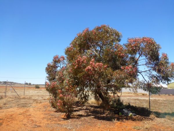 Angus’s Top Ten Small Australian Trees | Gardening With Angus