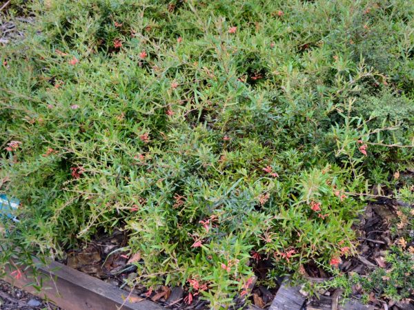 Grevillea ‘Ember Glow’ | Gardening With Angus