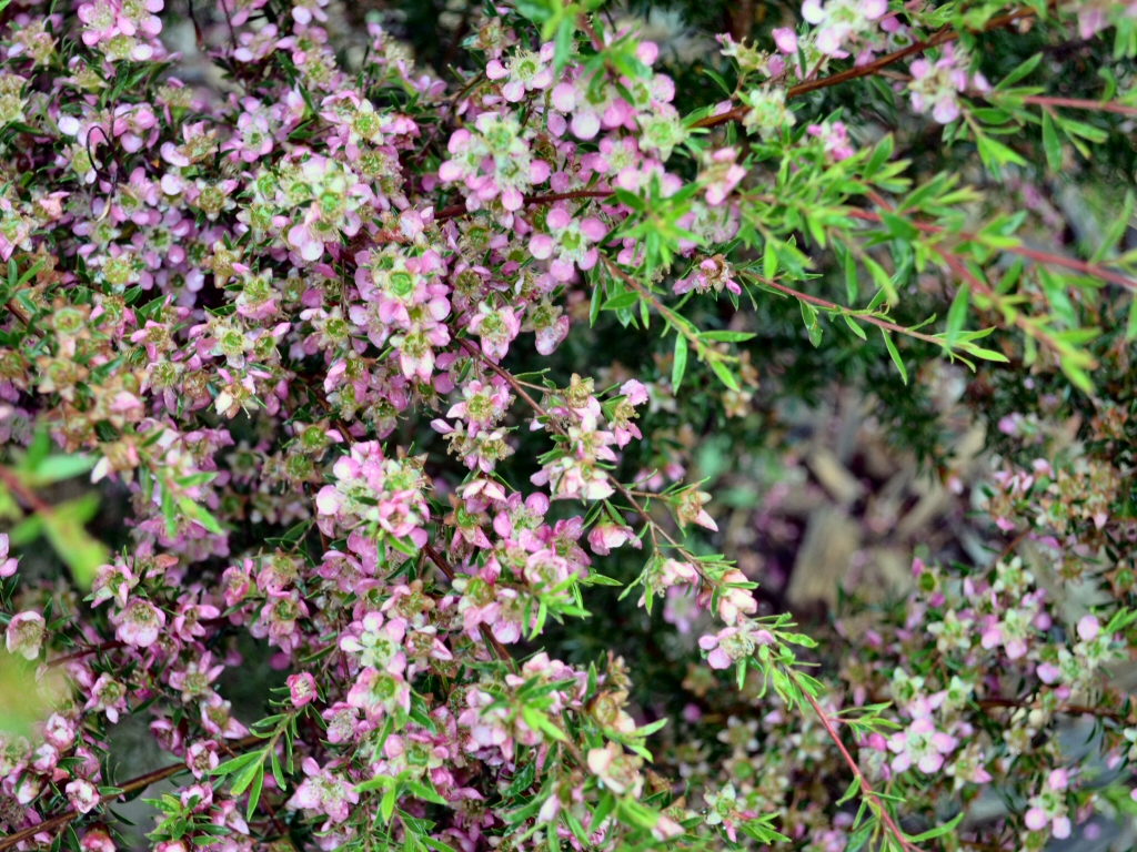 Leptospermum ‘Tickled Pink’ – Tea Tree | Gardening With Angus