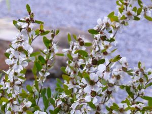 Leptospermum laevigatum ‘Shore Tuff’ – Coastal Tea Tree | Gardening ...