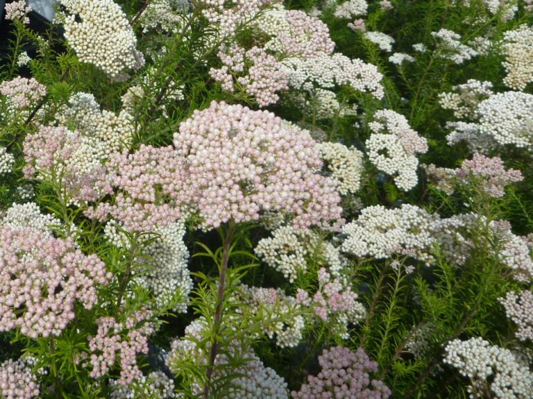 Ozothamnus diosmifolius ‘Winter White’ – Rice Flower | Gardening With Angus