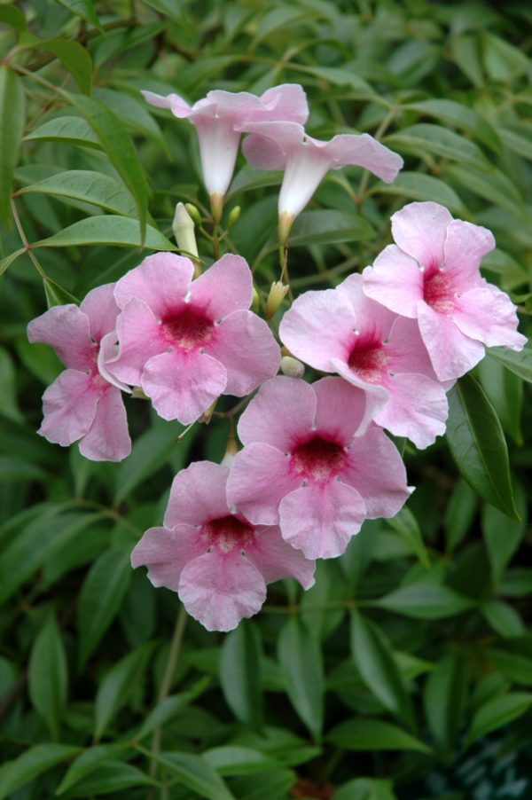 Australian Native Climbers and Creepers | Gardening With Angus