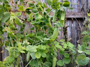 Growing peas in the garden | Gardening With Angus