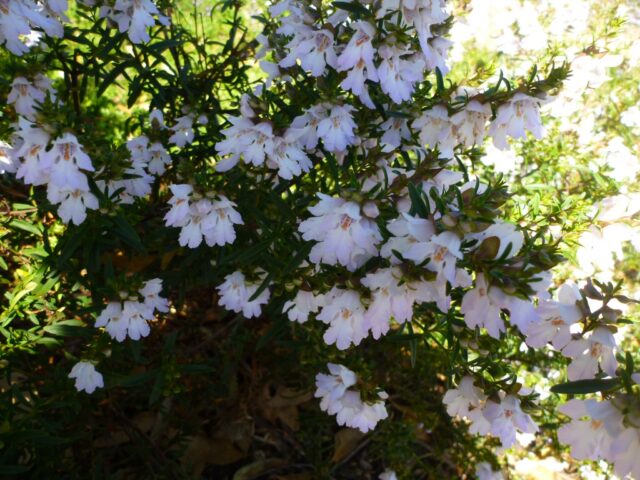 Prostanthera ‘Poorinda Ballerina’ – Mint Bush | Gardening With Angus