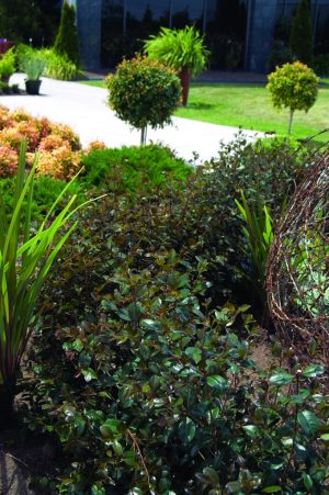 Angus’s Top Ten Australian Plants For Hedges | Gardening With Angus