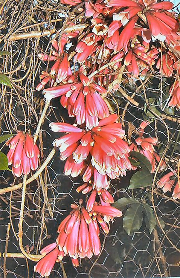 Australian Native Climbers and Creepers | Gardening With Angus