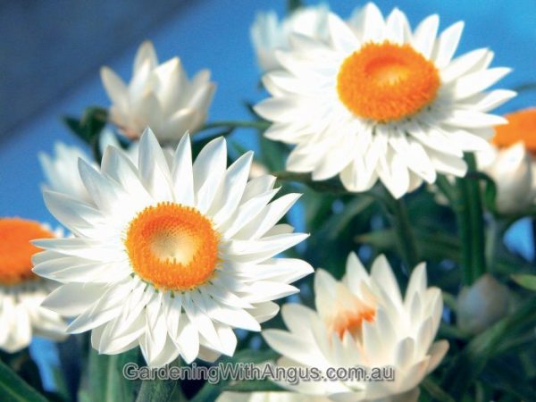 Bracteantha bracteata – Everlasting Daisy | Gardening With Angus