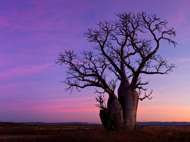 boab-sunset | Gardening With Angus