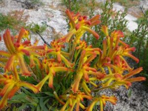 Newsletter #19- September- Spring in Western Australia | Gardening With ...