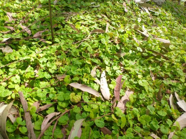 Dichondra repens – Kidney Weed | Gardening With Angus