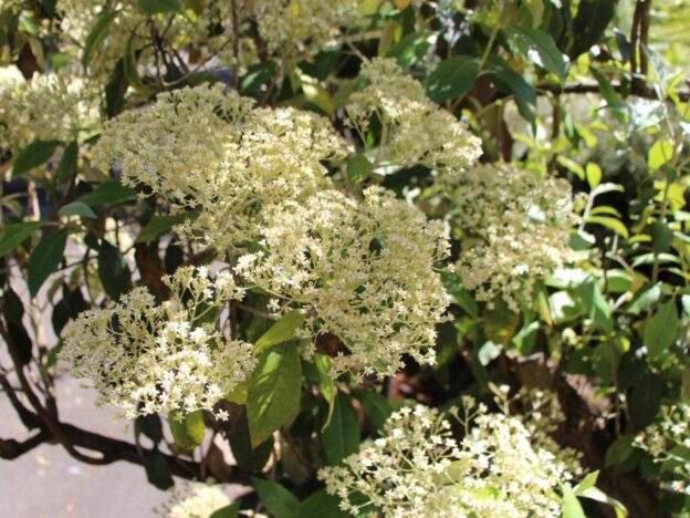 Olearia argophylla – Musk Daisy Bush | Gardening With Angus
