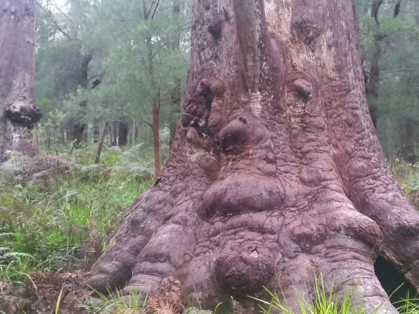 giant tingle tree | Gardening With Angus