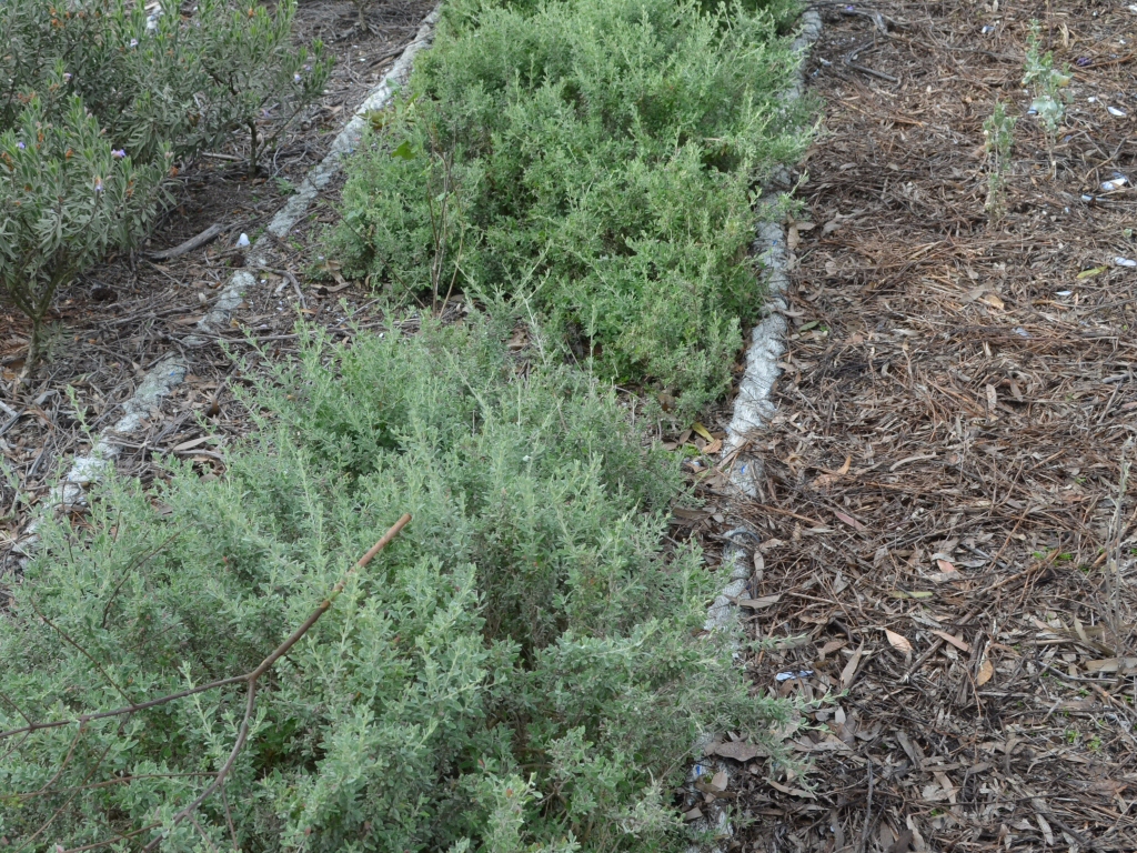 Rhagodia spinescens – Saltbush | Gardening With Angus