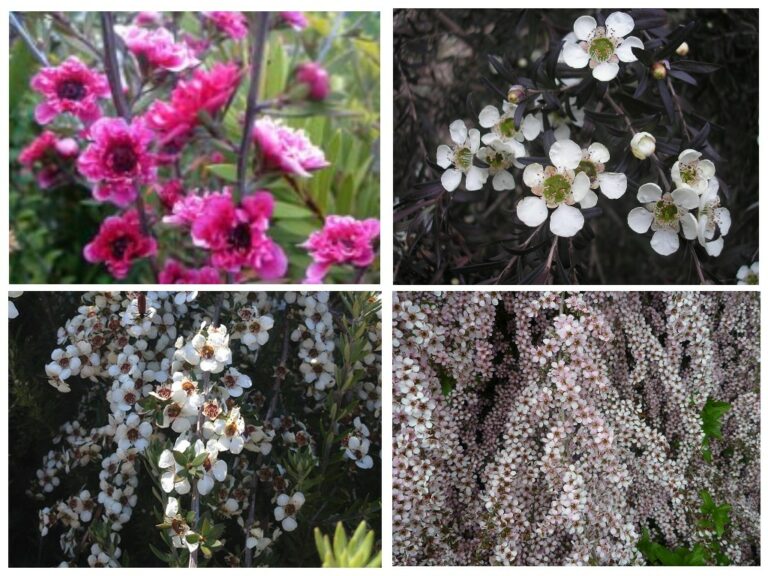POLLINATORS BUZZ! Collection – 8 tubes of Tea Tree, 4 Varieties ...