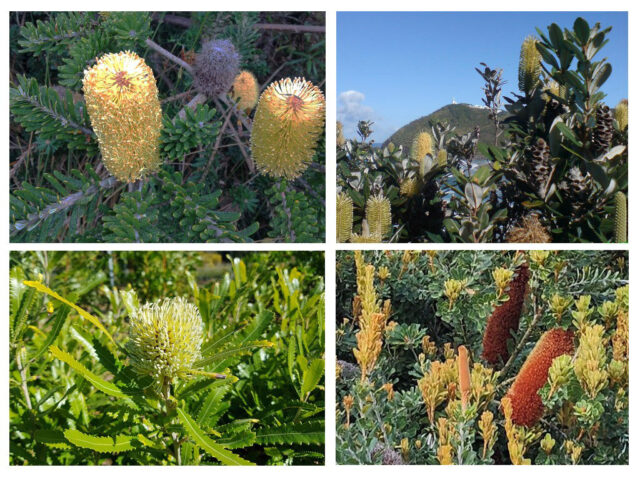 Banksia Collection – 4 varieties, 8 tubes | Gardening With Angus